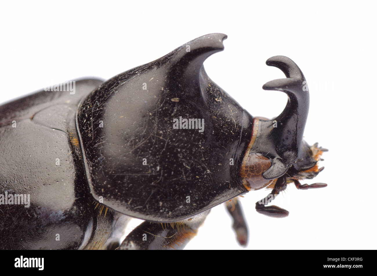 insect giant scarab rhino beetle Xylottrupes gideon isolated Stock ...