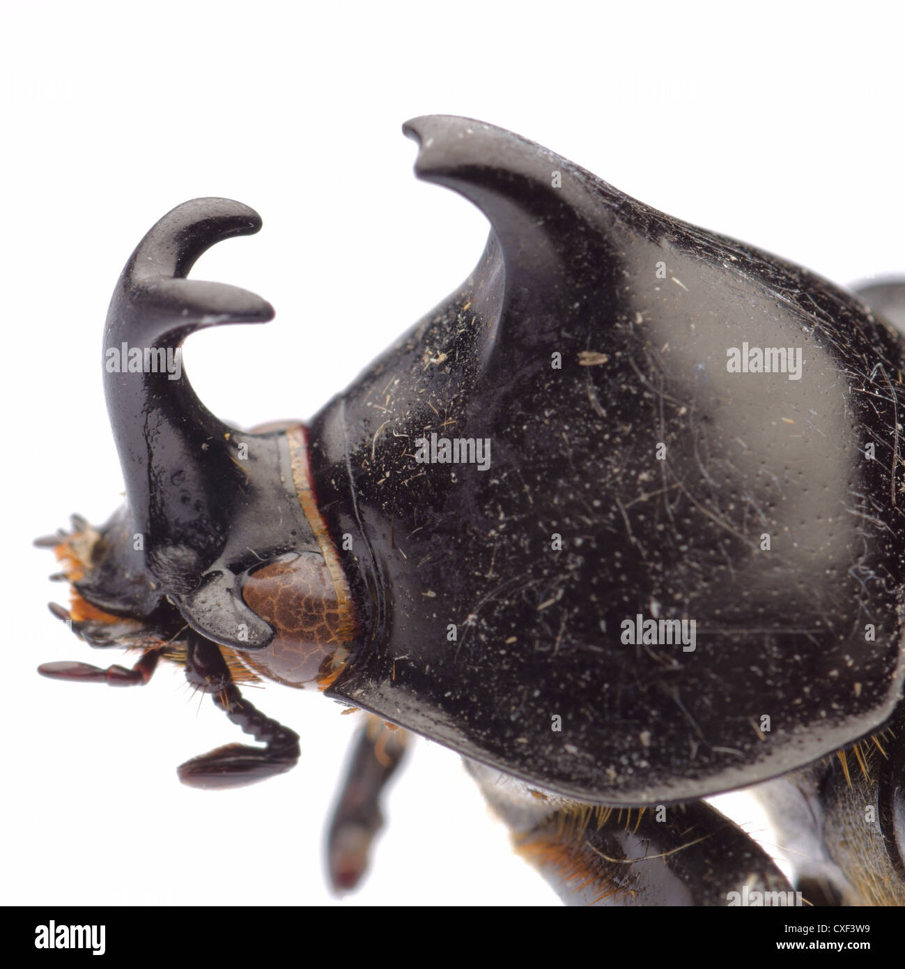 insect giant scarab rhino beetle Xylottrupes gideon isolated Stock ...