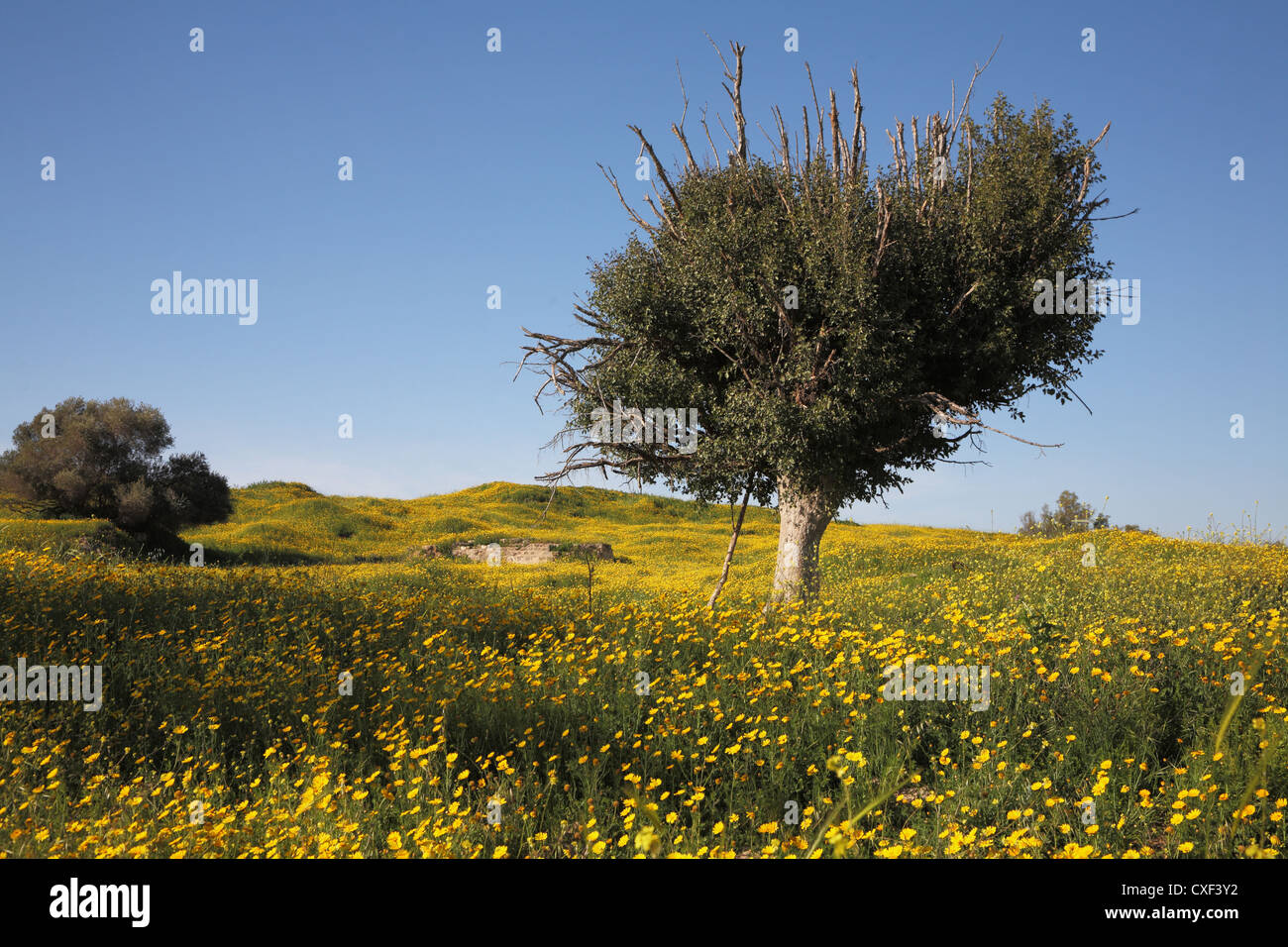 Large field of grass hi-res stock photography and images - Alamy