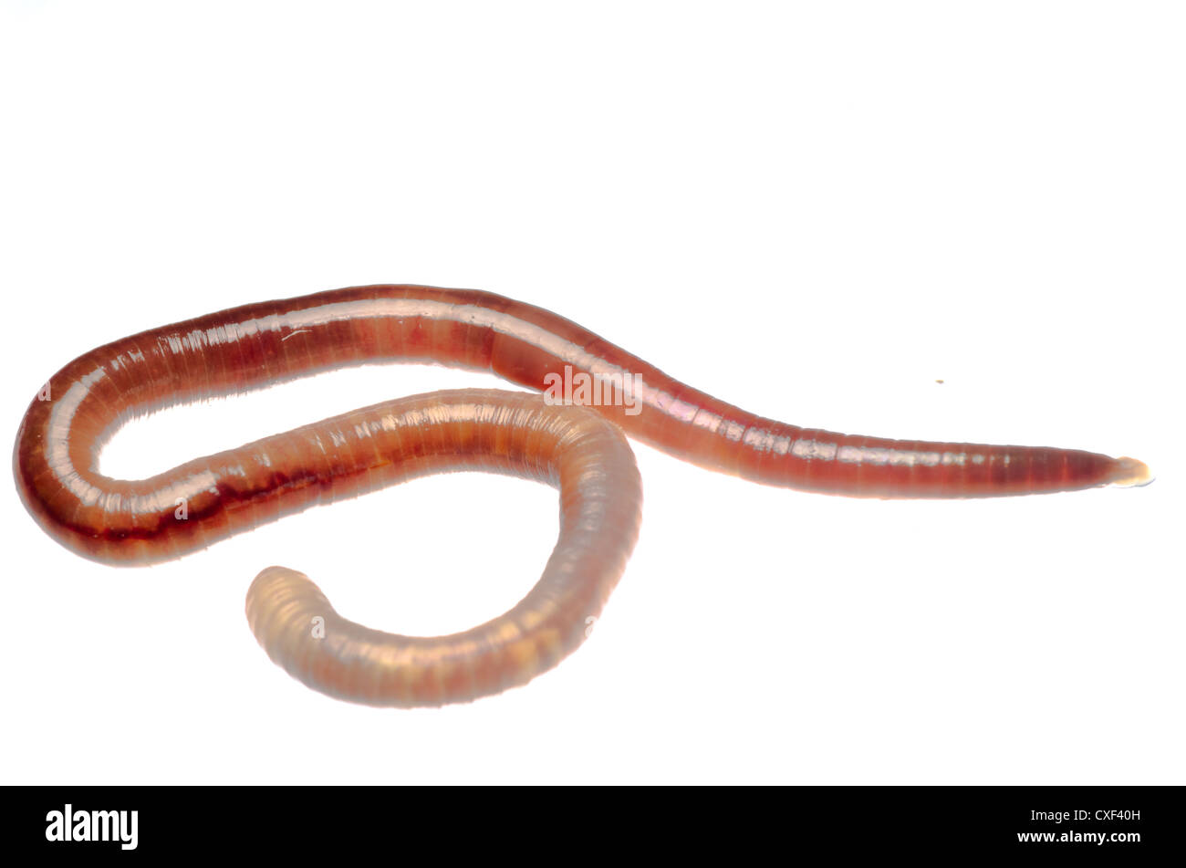 Red worm earthworm macro hi-res stock photography and images - Alamy