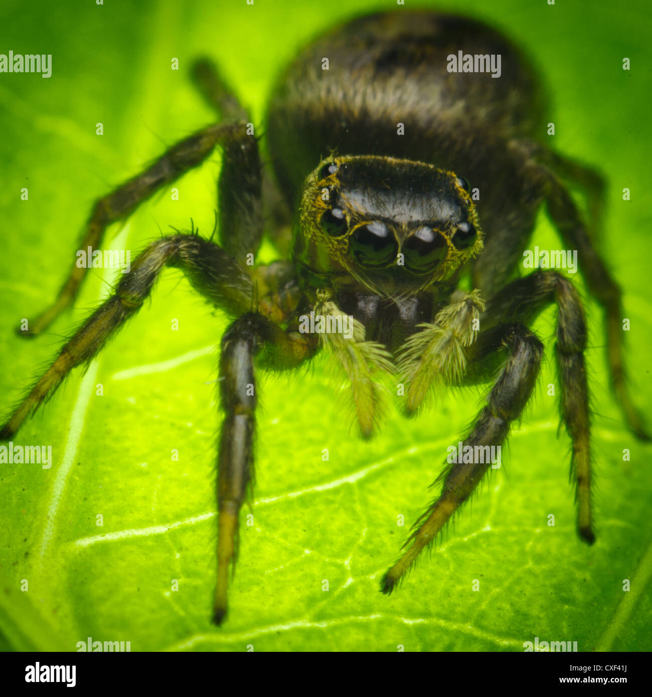 Blue jumping spider hi-res stock photography and images - Alamy