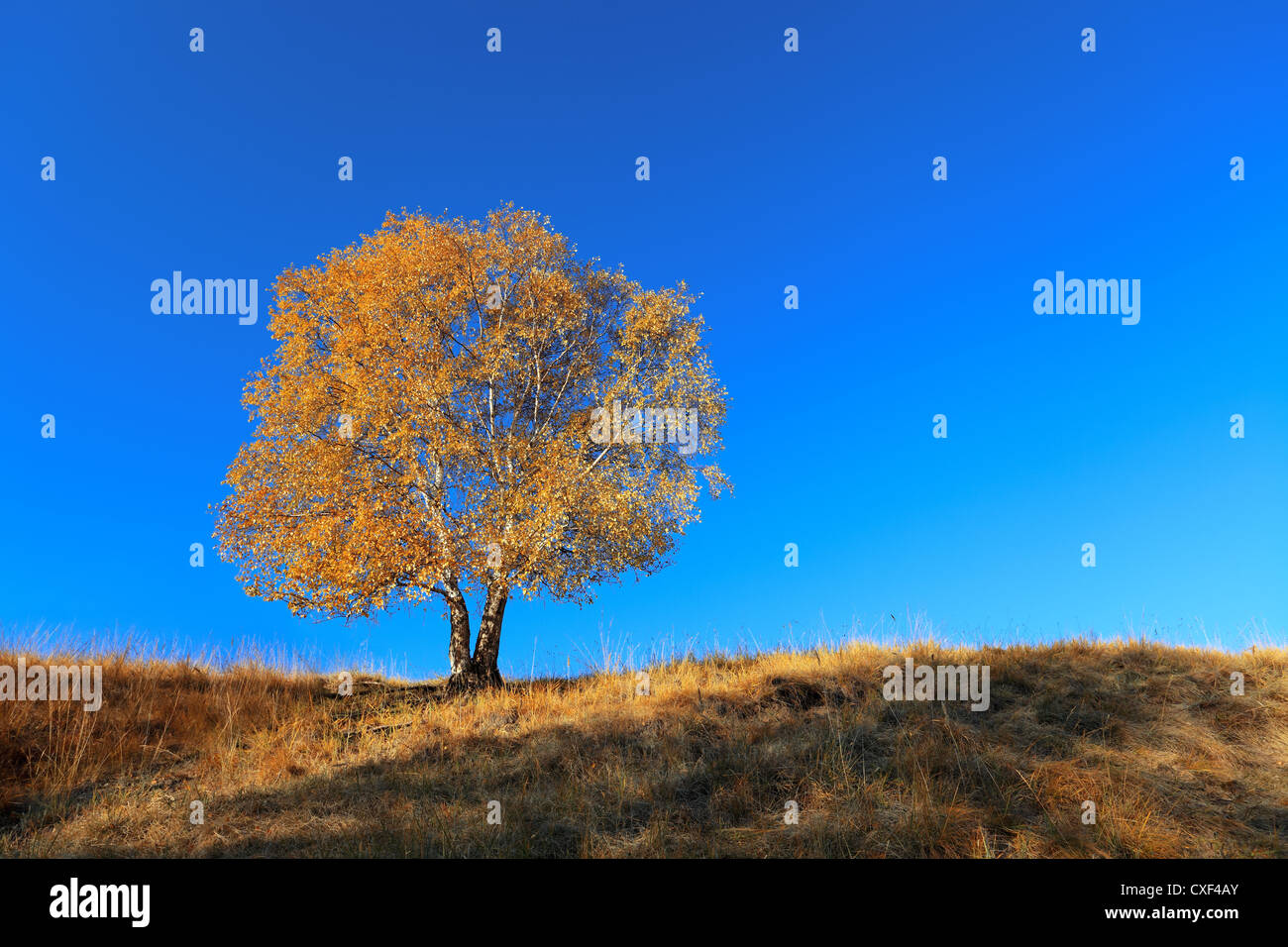 birch tree isolated on grassland Stock Photo - Alamy