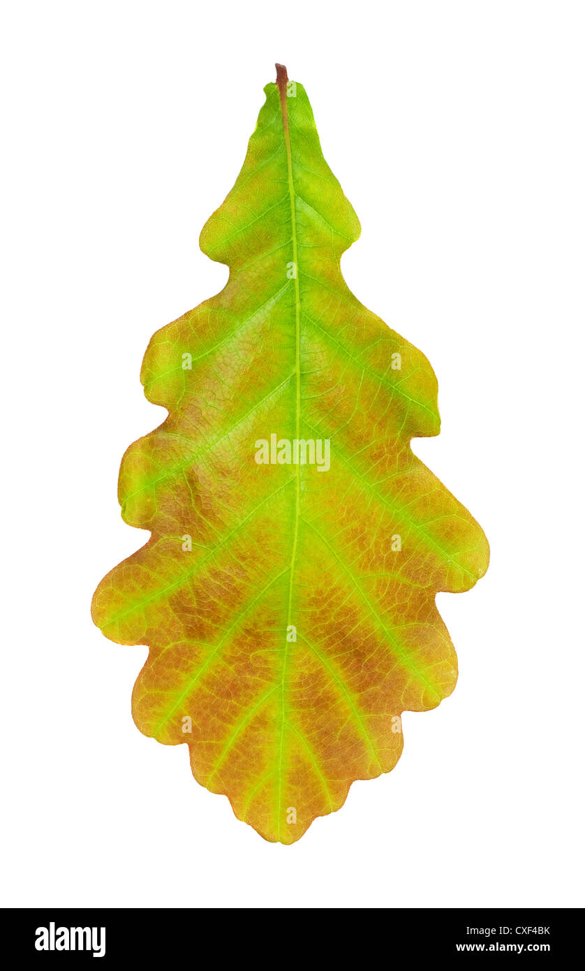 Photo of tree leaf Cut Out Stock Images & Pictures - Alamy