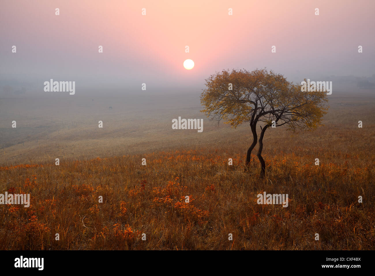 Fall in the prairie hi-res stock photography and images - Alamy