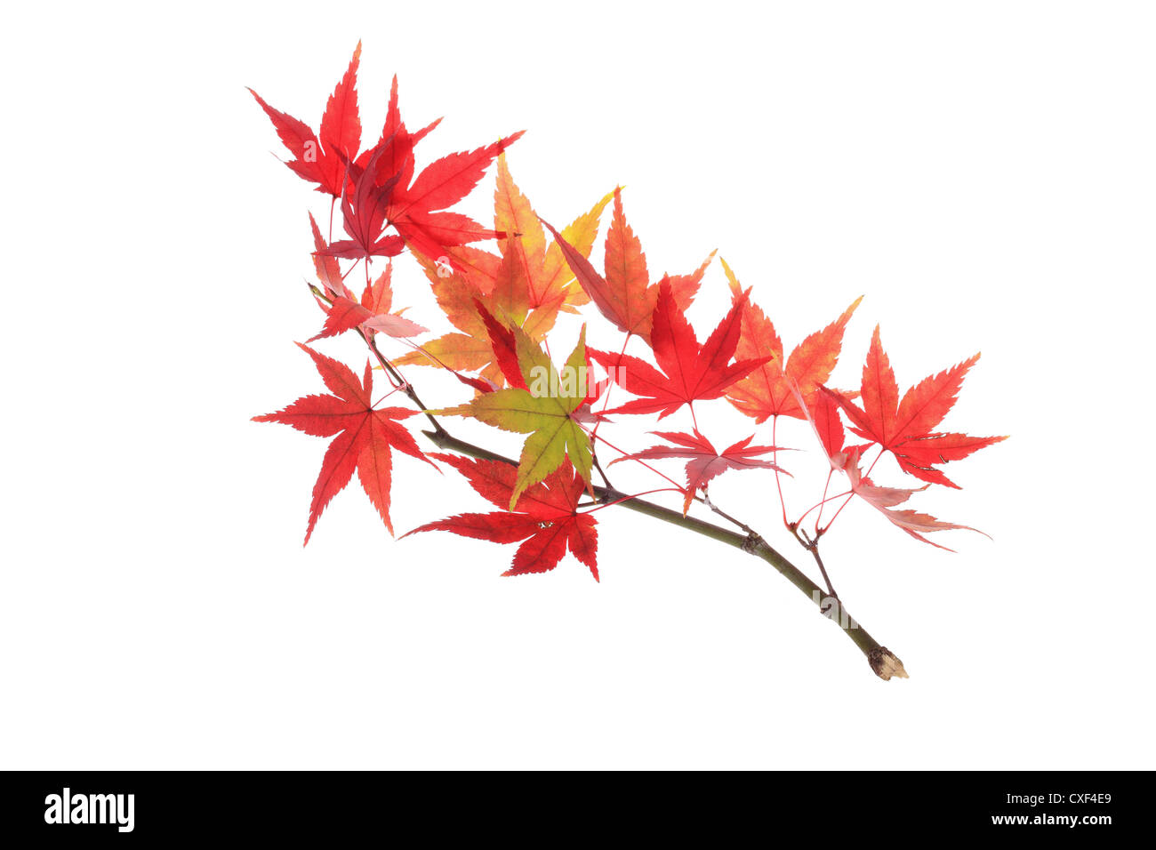 Branch environment Cut Out Stock Images & Pictures - Alamy