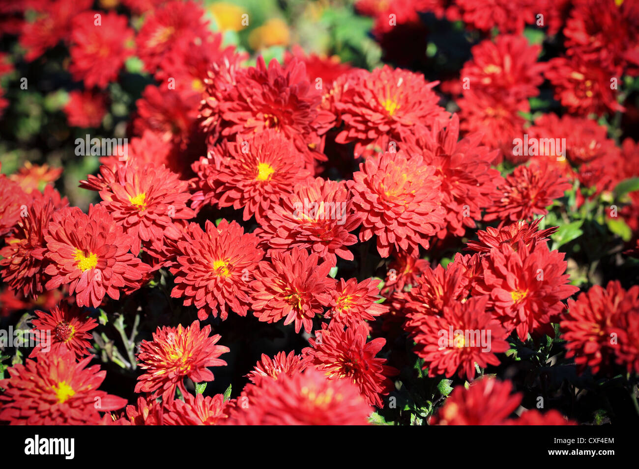 red chrysanthemum flowers Stock Photo - Alamy
