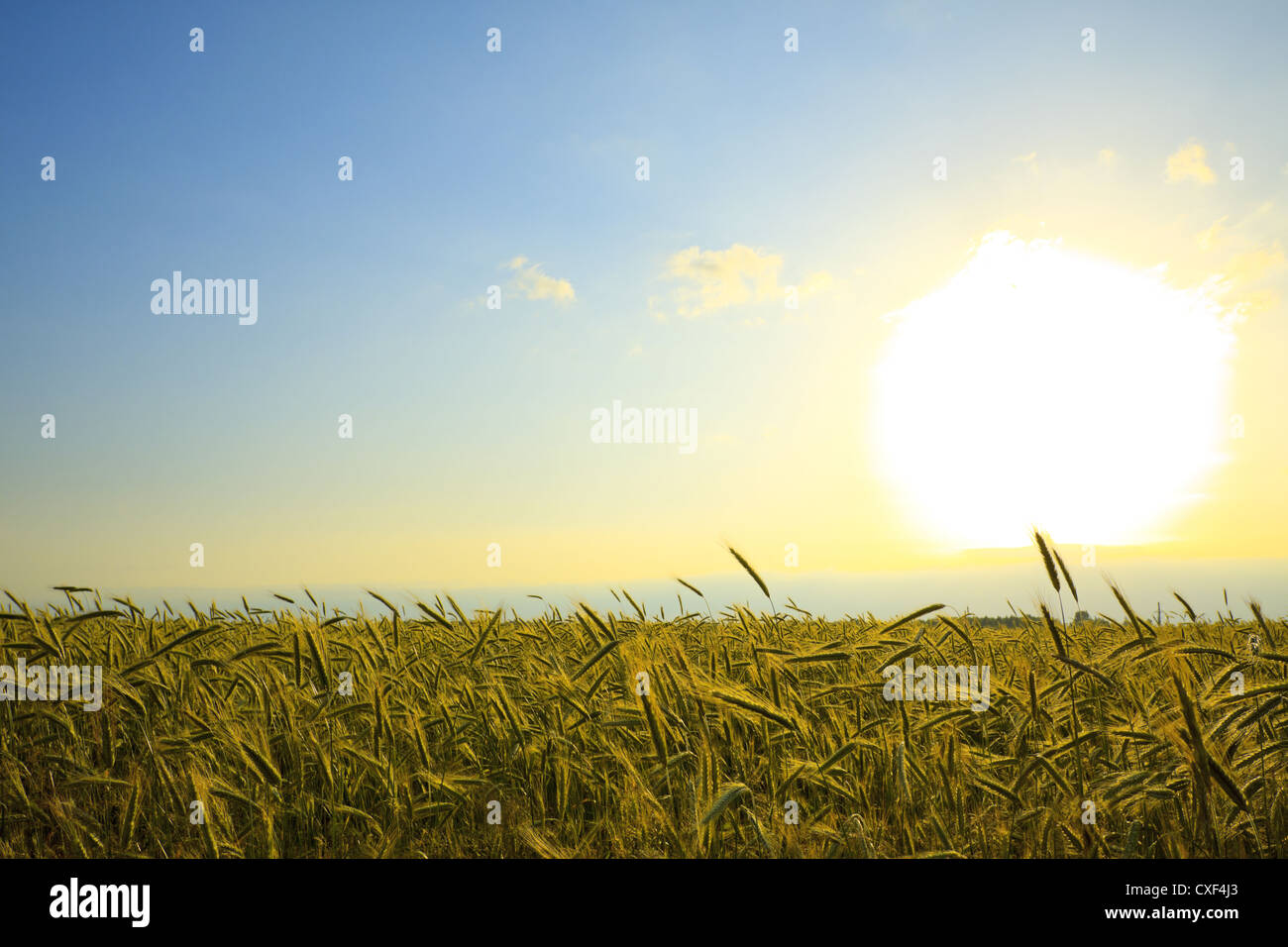 wheat field at sunset Stock Photo - Alamy