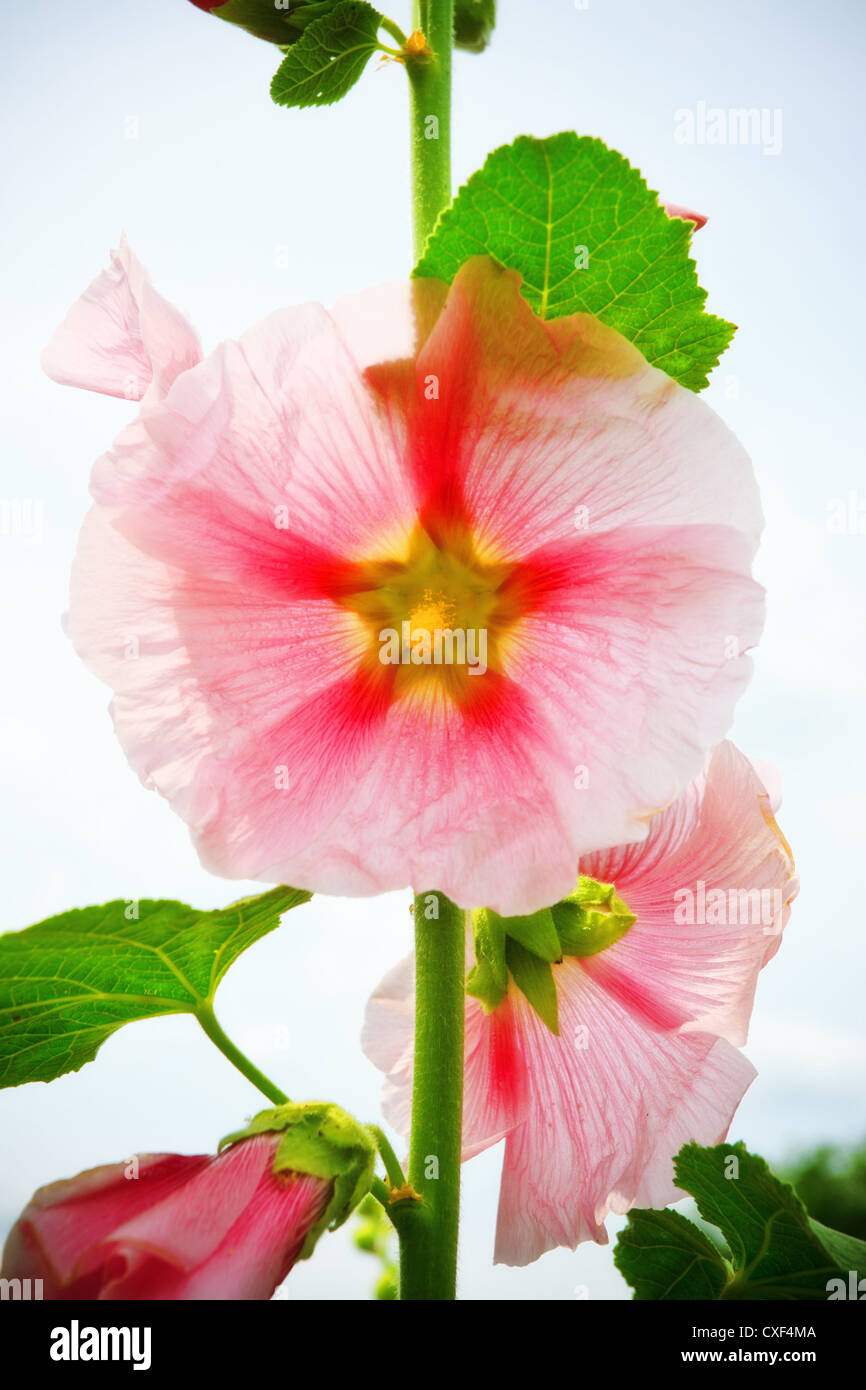 Vertical leaf stalk hi-res stock photography and images - Alamy