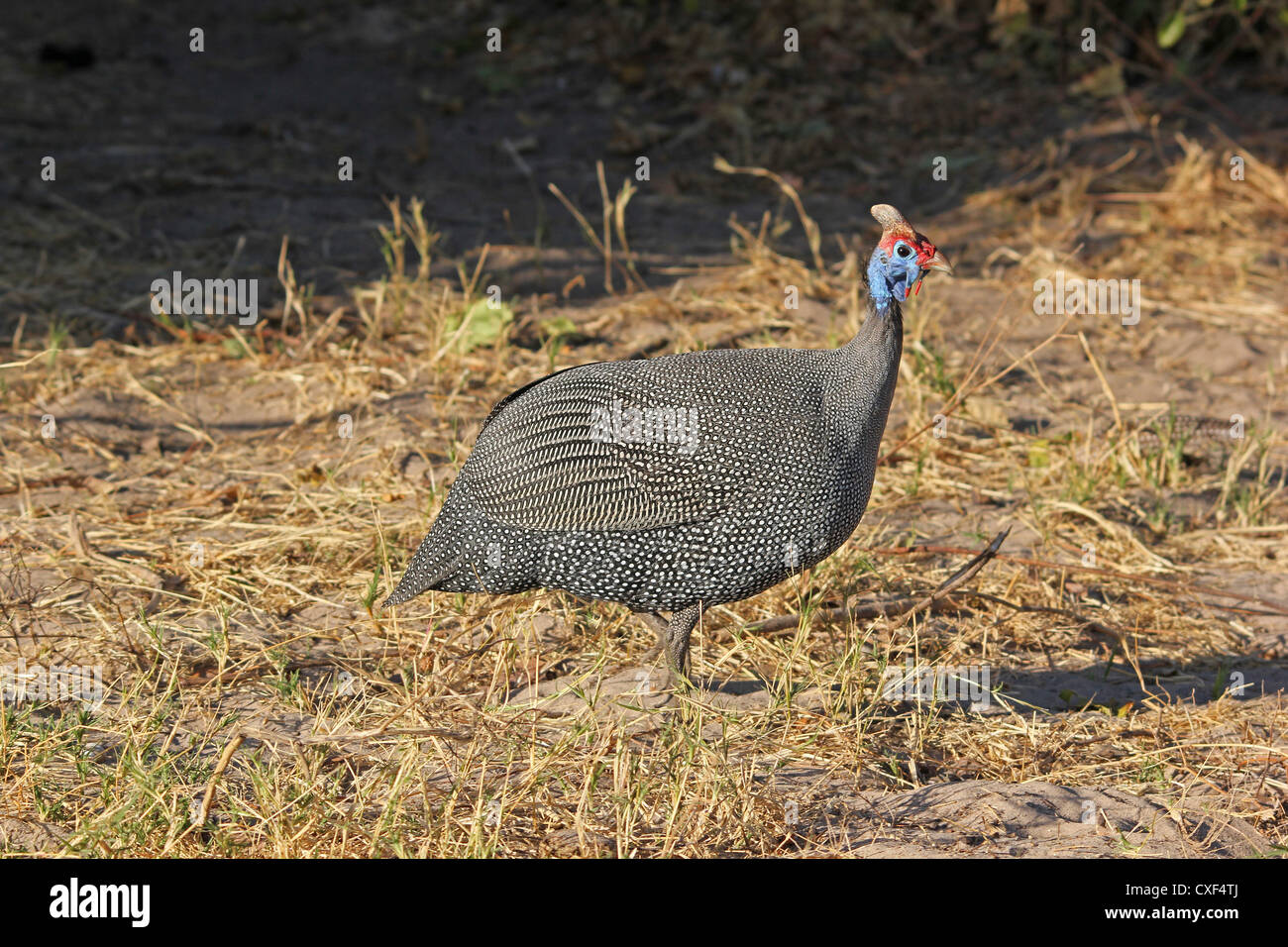 Guinea fowl and chicken hi-res stock photography and images - Alamy