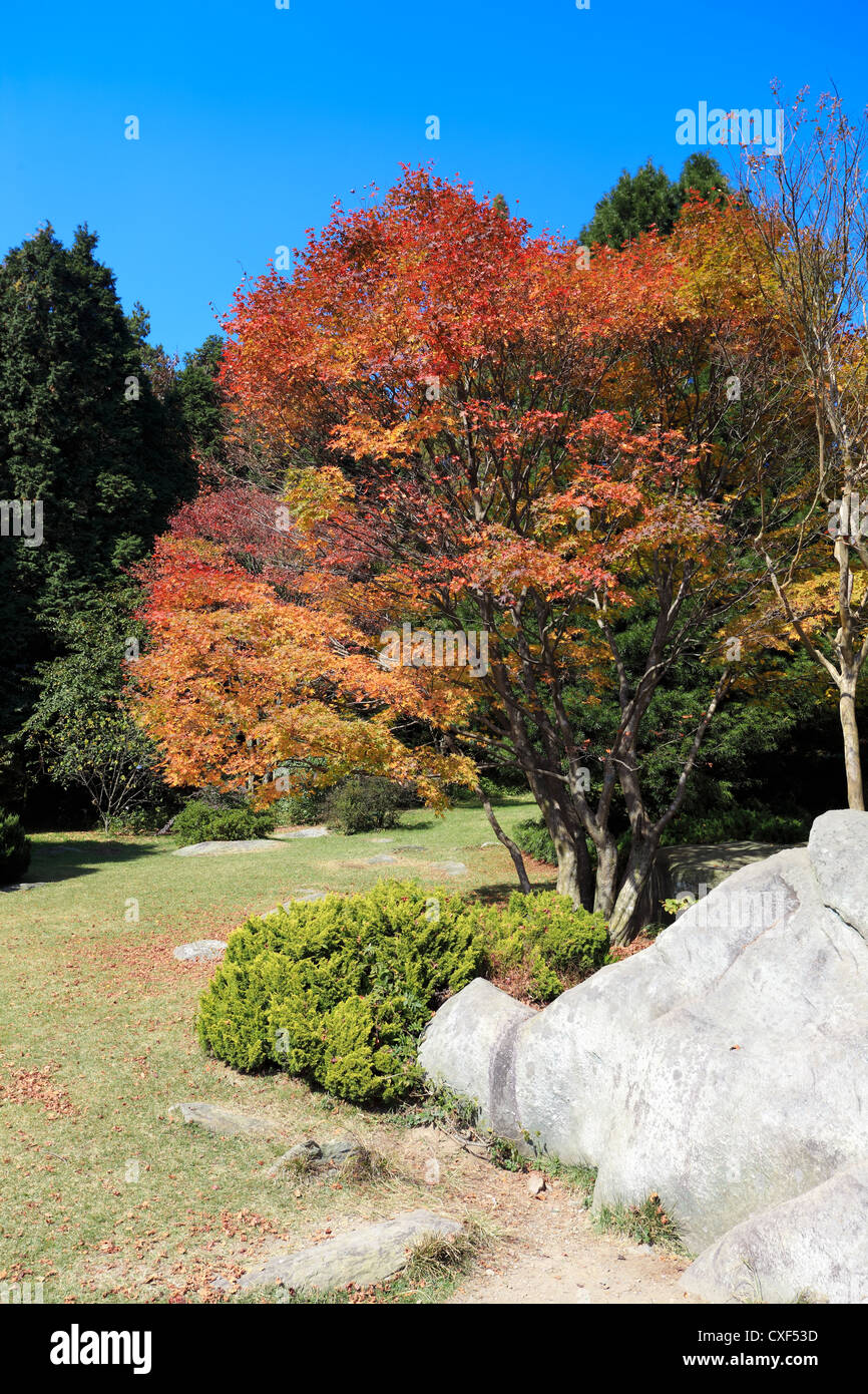 Rock maple tree hi-res stock photography and images - Alamy