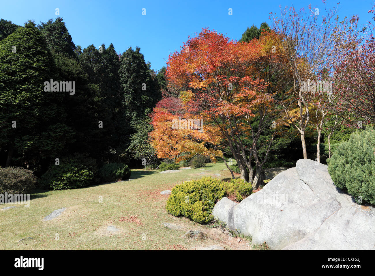 Scene seasons maple hi-res stock photography and images - Alamy