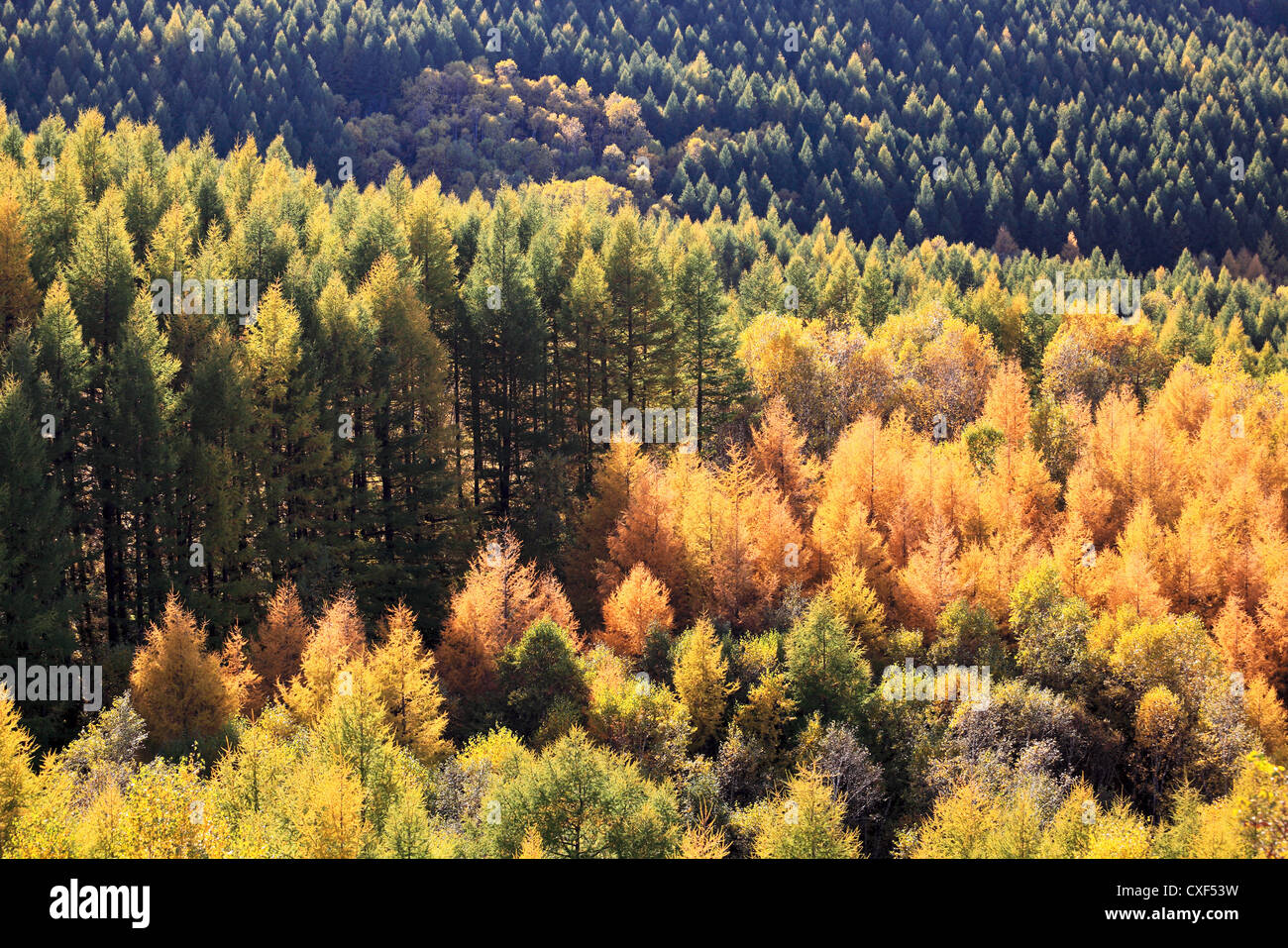 China forest hi-res stock photography and images - Alamy