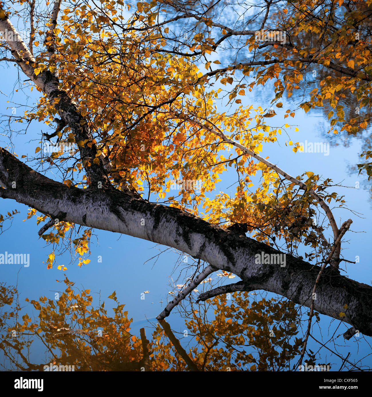 Autumn birch tree hi-res stock photography and images - Alamy