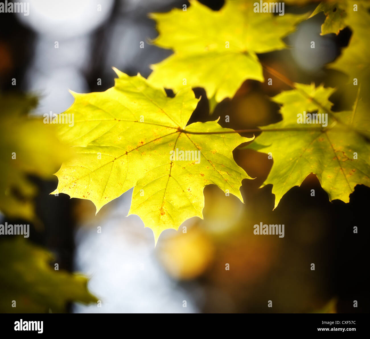 autumn maple leaves Stock Photo - Alamy