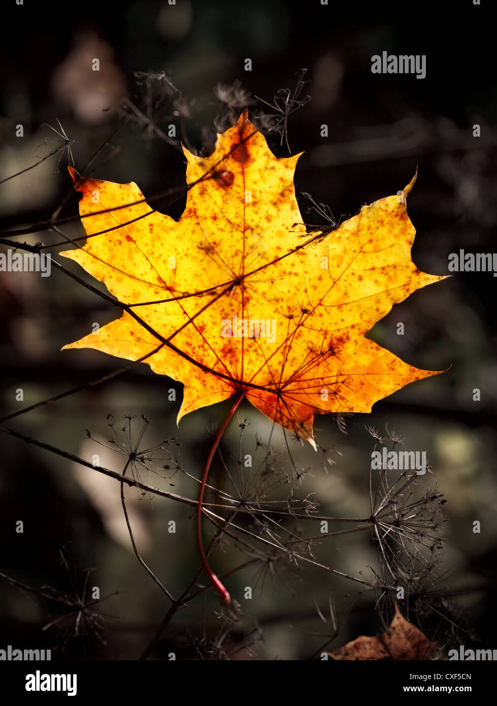 autumn mapple leaf Stock Photo - Alamy