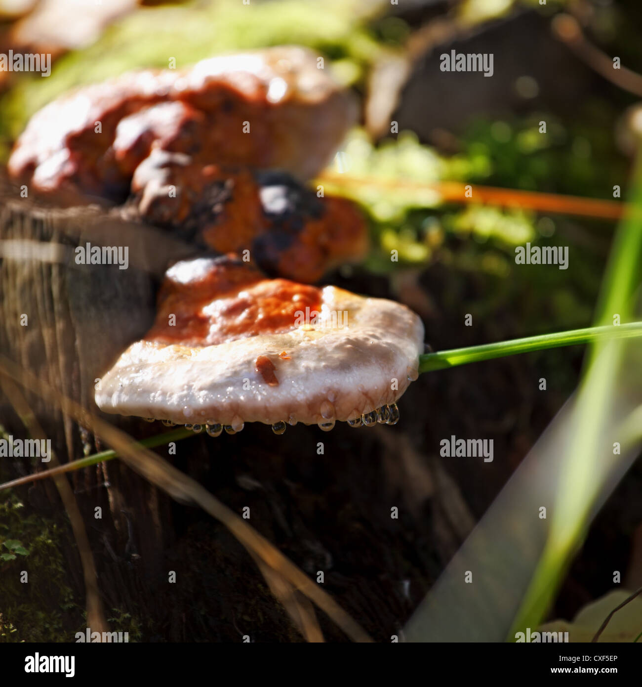 Fungus tree hi-res stock photography and images - Alamy