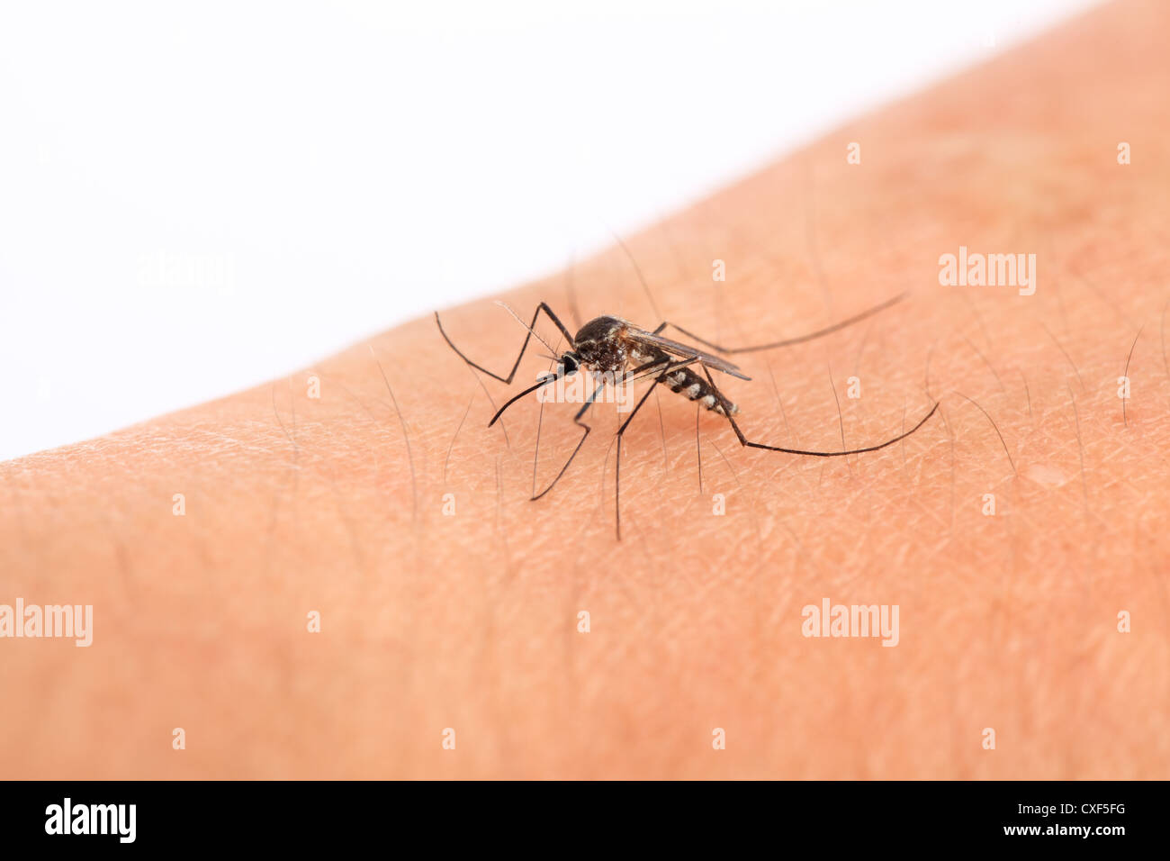 Mosquito bite hand hi-res stock photography and images - Alamy