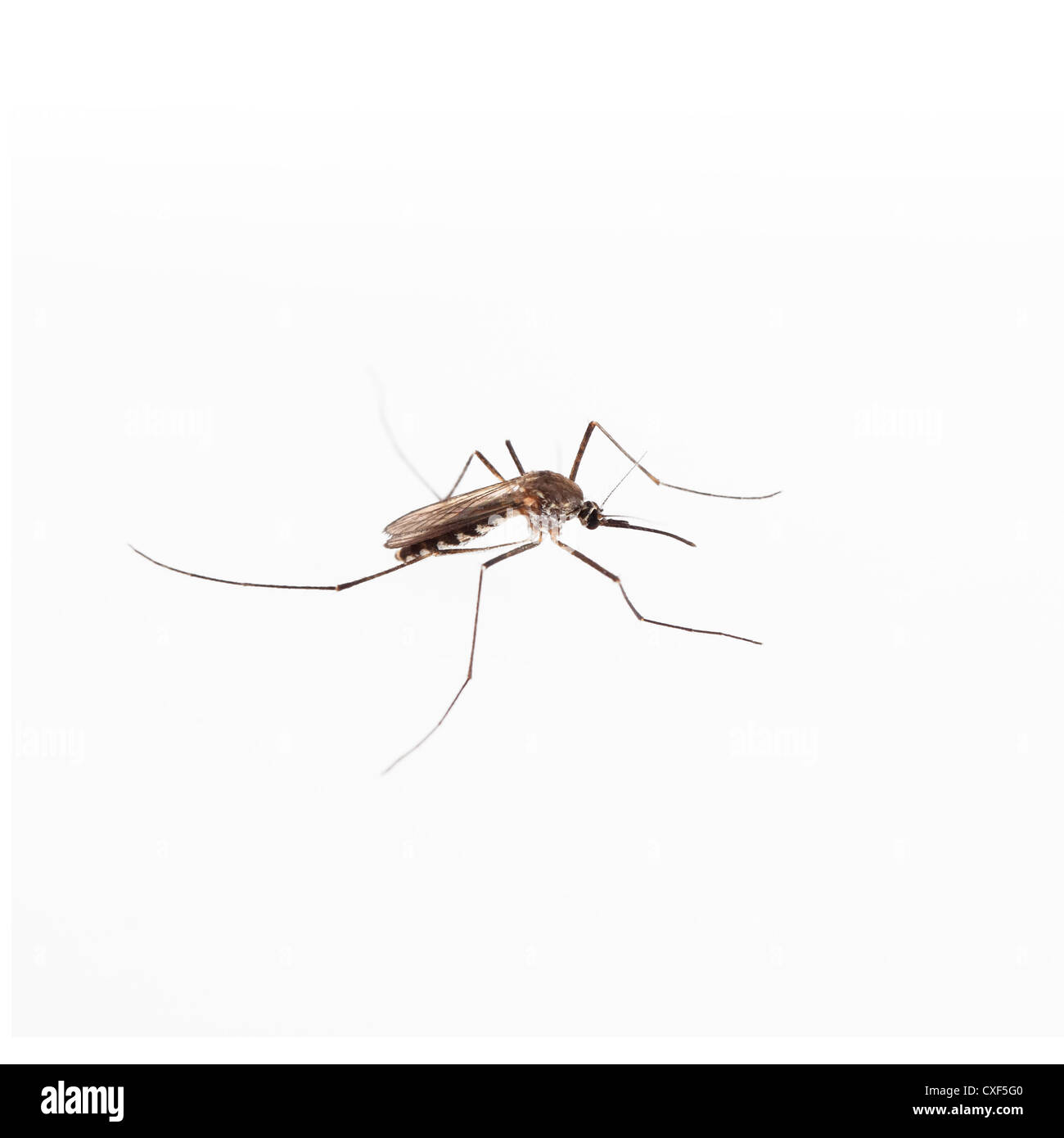 Mosquito bite Cut Out Stock Images & Pictures - Alamy
