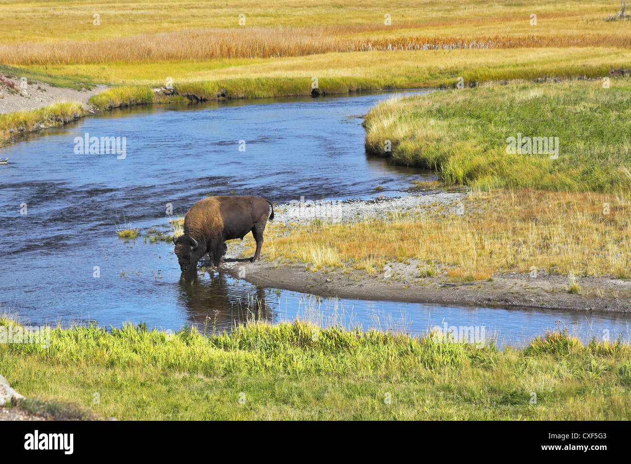 The bison drinks Stock Photo - Alamy