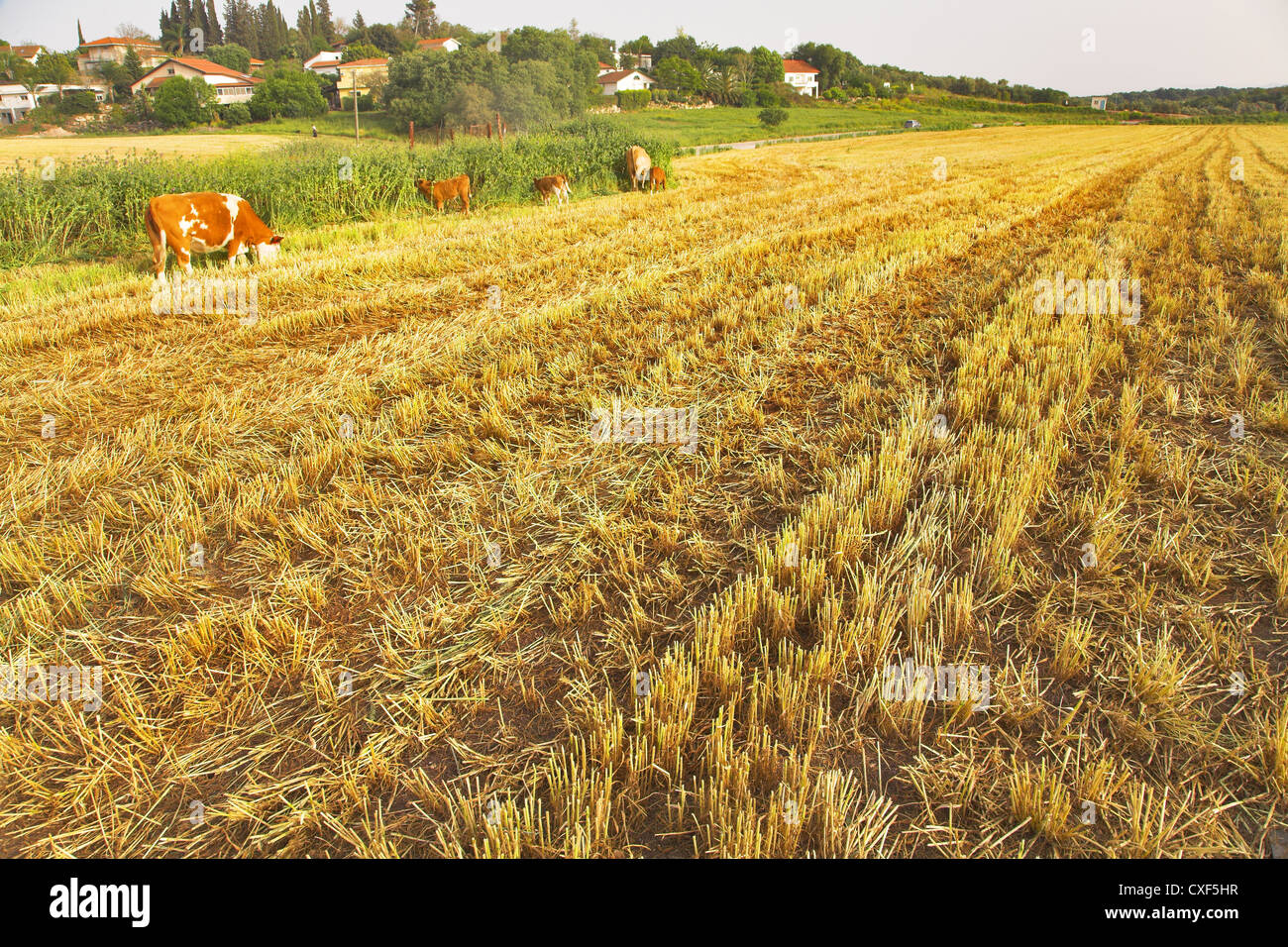 Village and field Stock Photo - Alamy