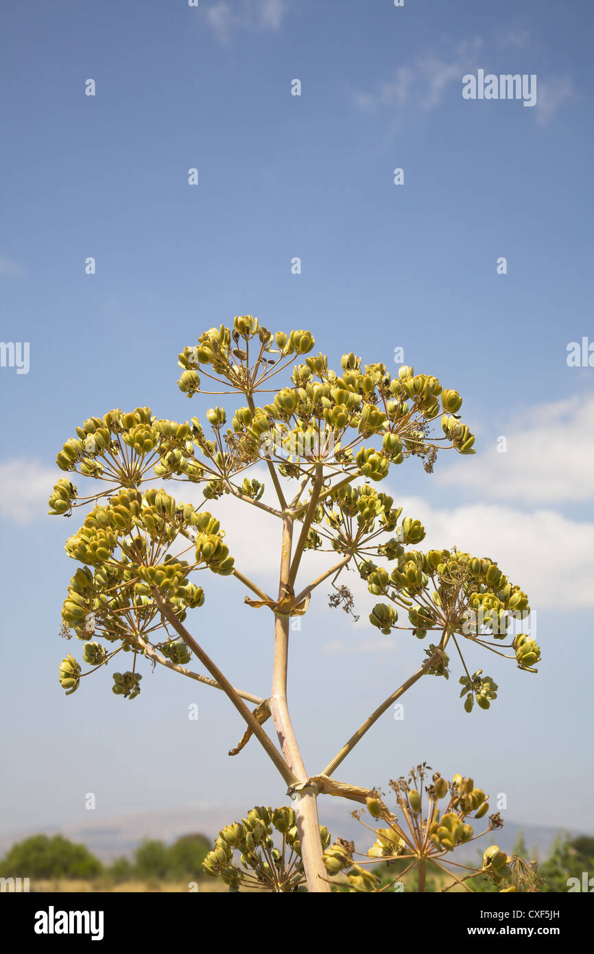 Branches open hi-res stock photography and images - Alamy