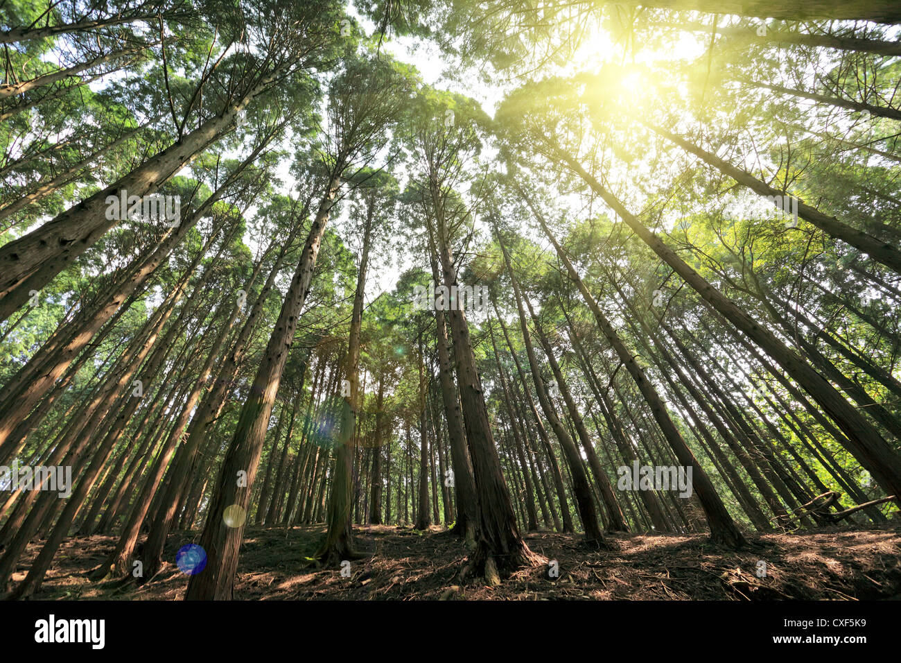 tall cedar trees in lushan Stock Photo - Alamy