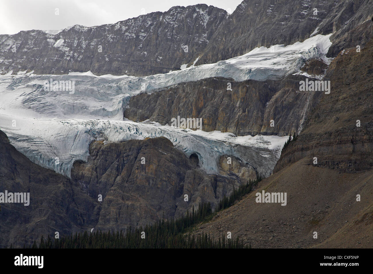 Paw ice hi-res stock photography and images - Alamy