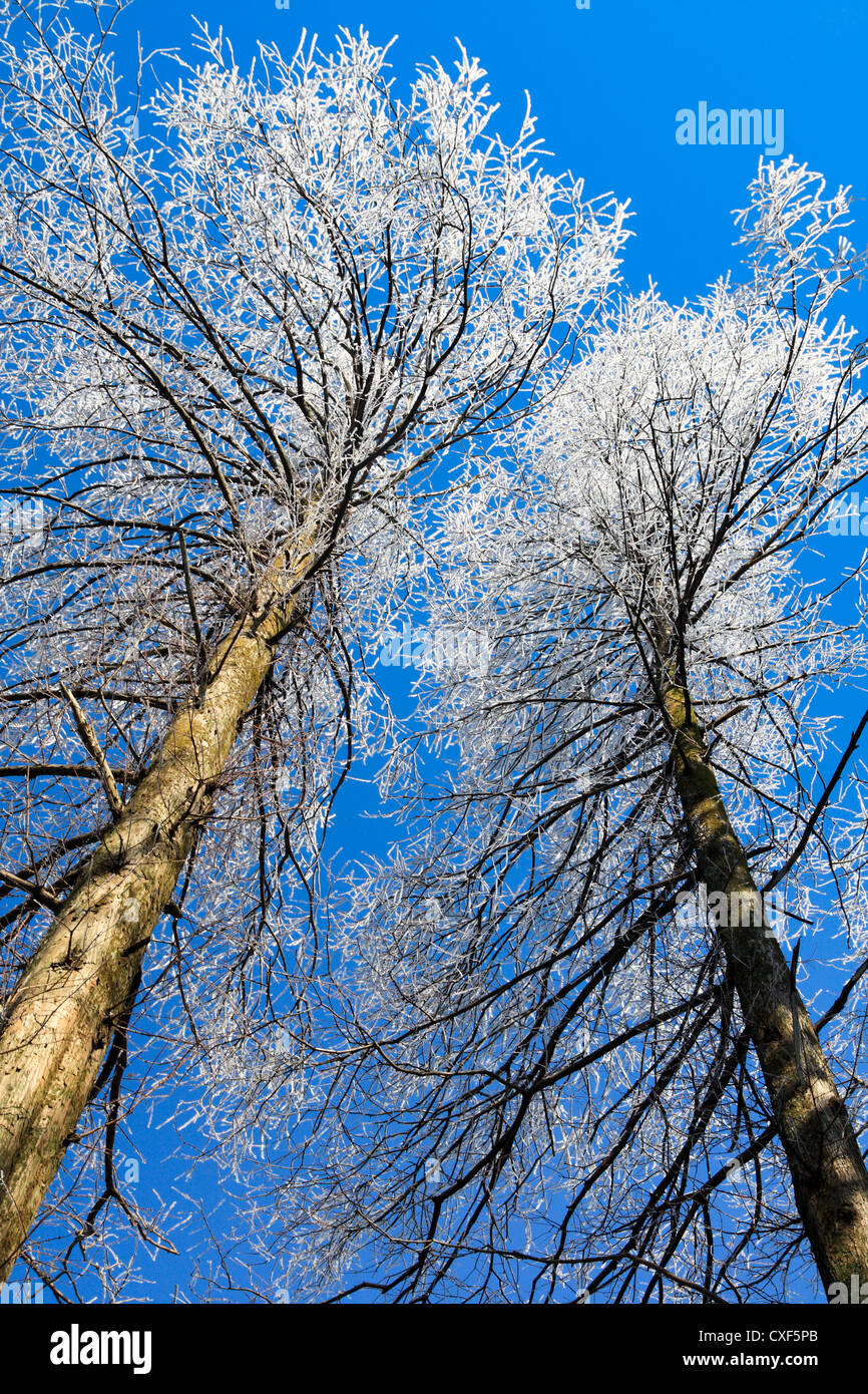 Cedar abstract hi-res stock photography and images - Alamy