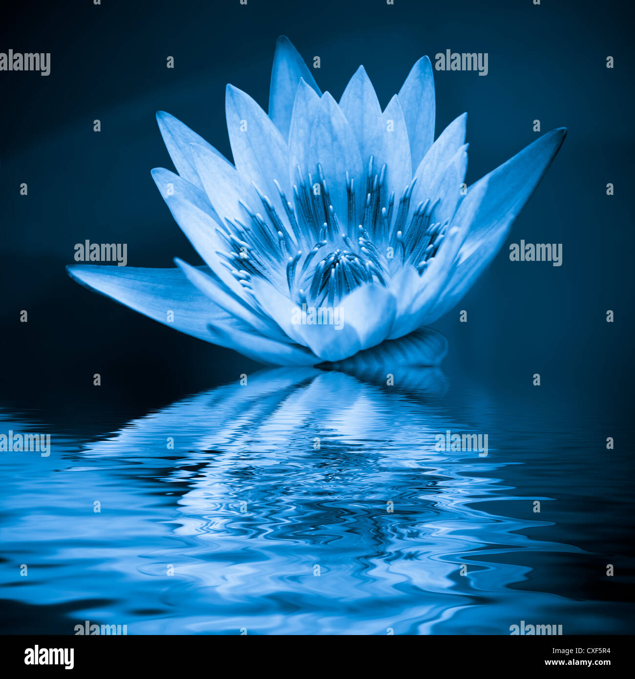 blue water lily Stock Photo - Alamy