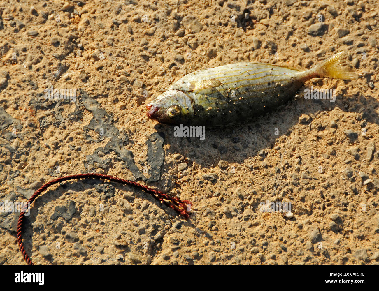 Dead dead bait hi-res stock photography and images - Alamy
