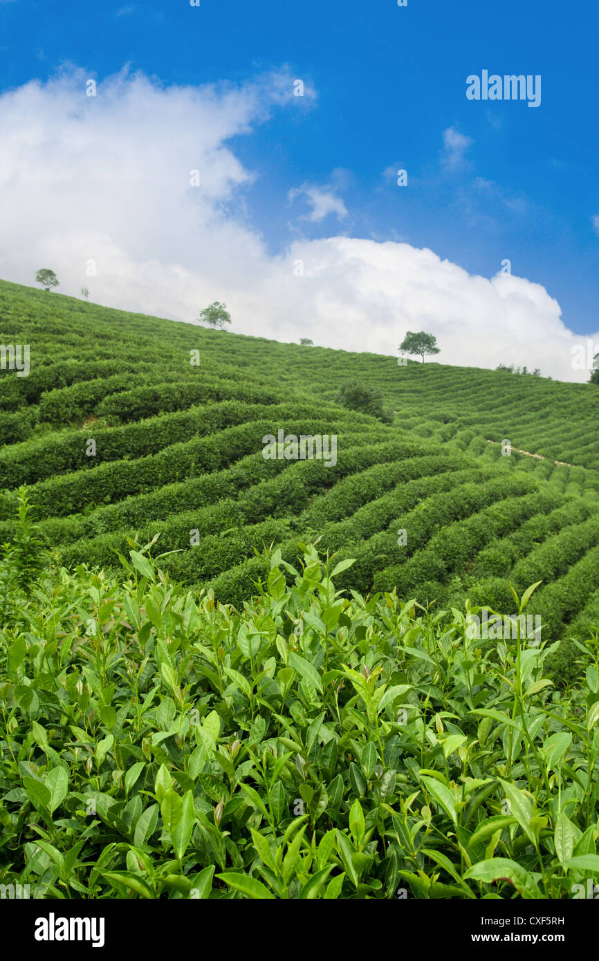 Plantation landscapes hi-res stock photography and images - Alamy
