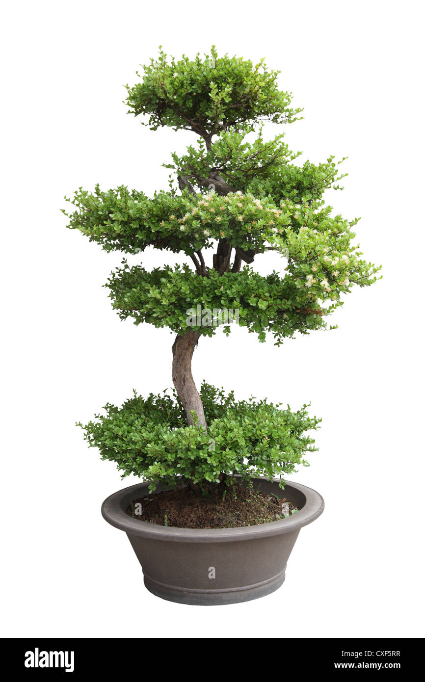 Elm tree design Cut Out Stock Images & Pictures - Alamy