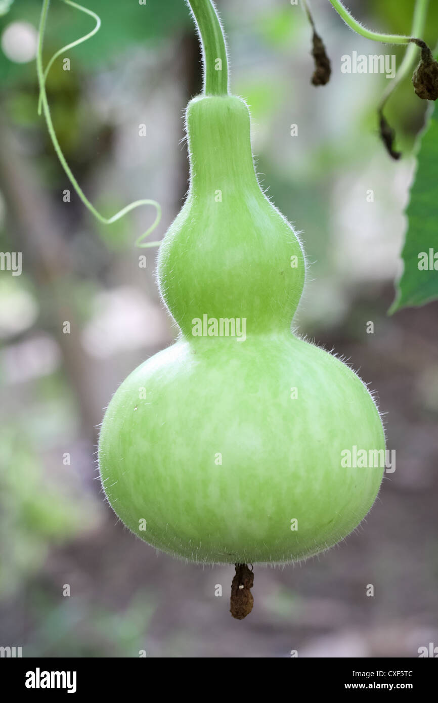 Calabash plant hi-res stock photography and images - Alamy