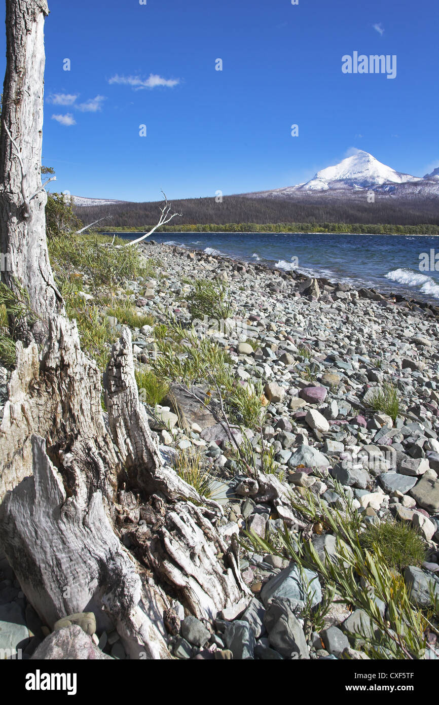 Tree and stones hi-res stock photography and images - Alamy