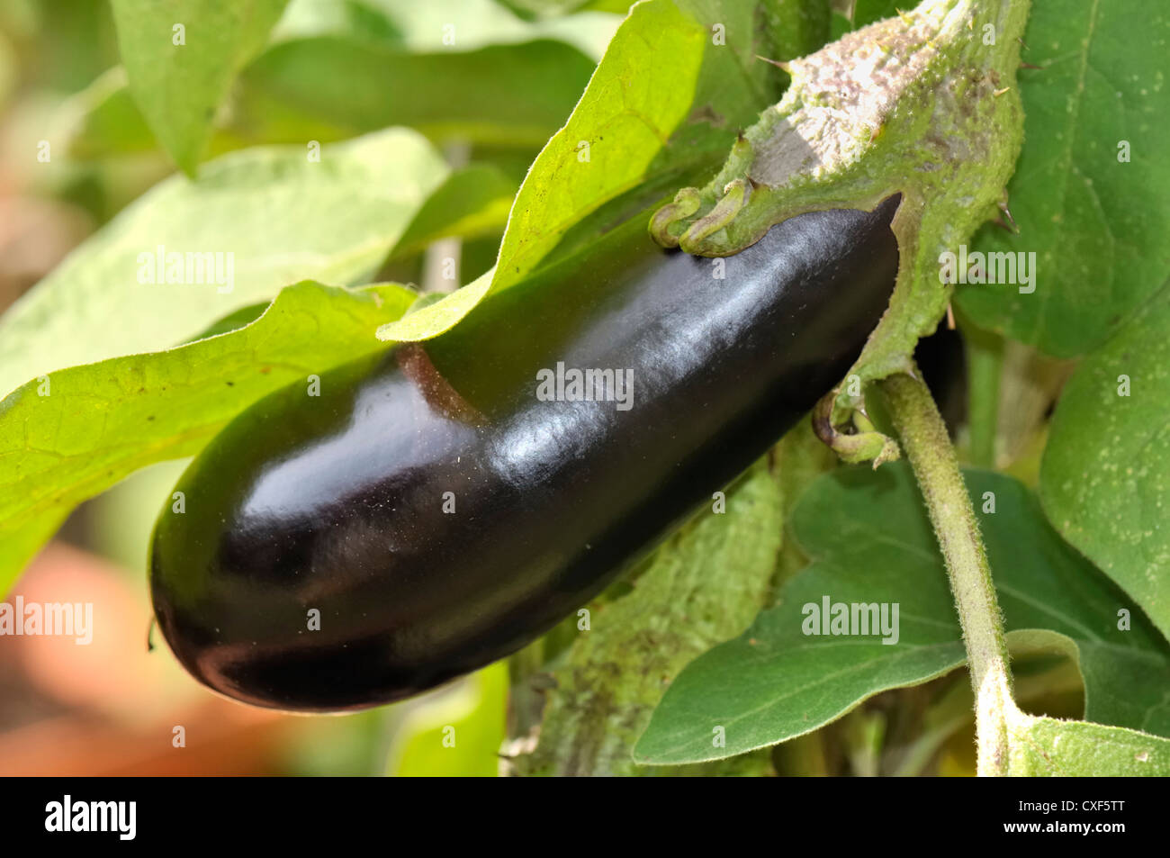 Eggplant garden hi-res stock photography and images - Alamy
