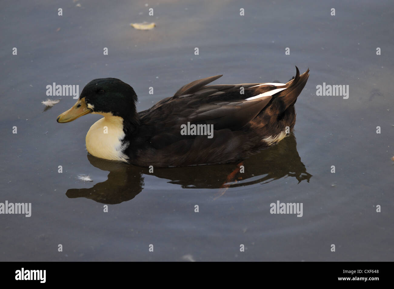 Duk Duk High Resolution Stock Photography and Images - Alamy