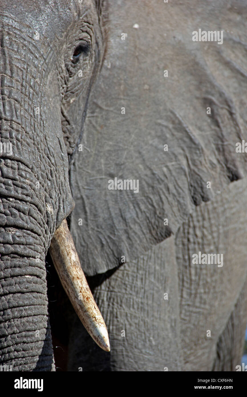 Elephant Botsuana Moremi Stock Photo - Alamy