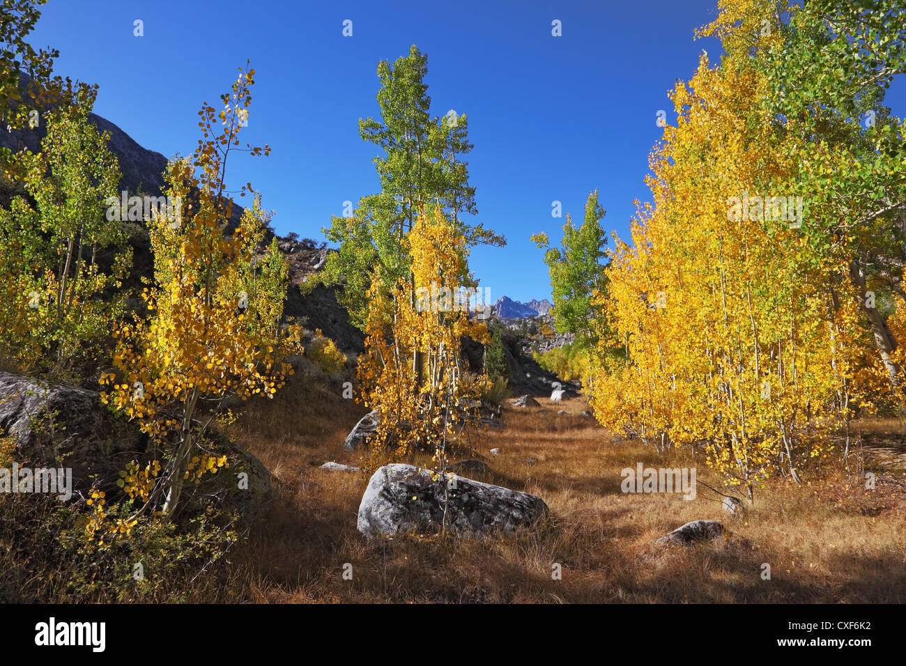 The boulders in the yellow grass Stock Photo - Alamy