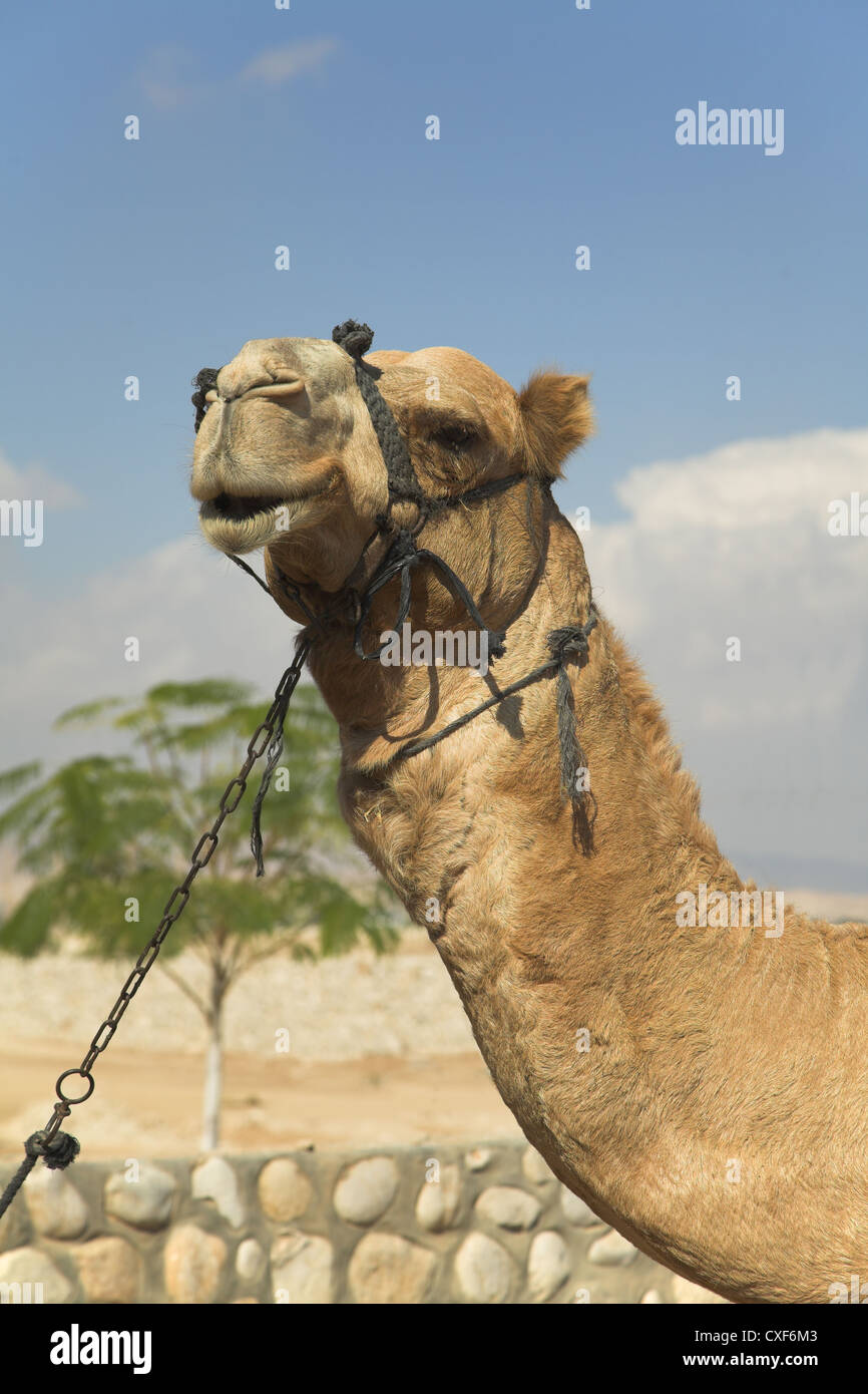 Camel with a bridle hi-res stock photography and images - Alamy