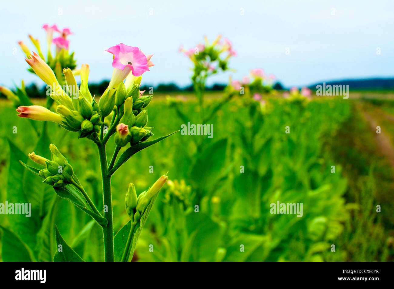 Closeup of a tobacco flower growing on a tobacco field Stock Photo - Alamy