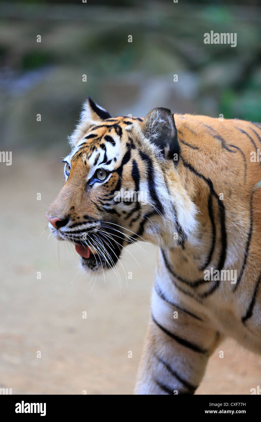 Malaysian tiger (Panthera tigris malayensis) at Melaka Zoo in Malaysia ...