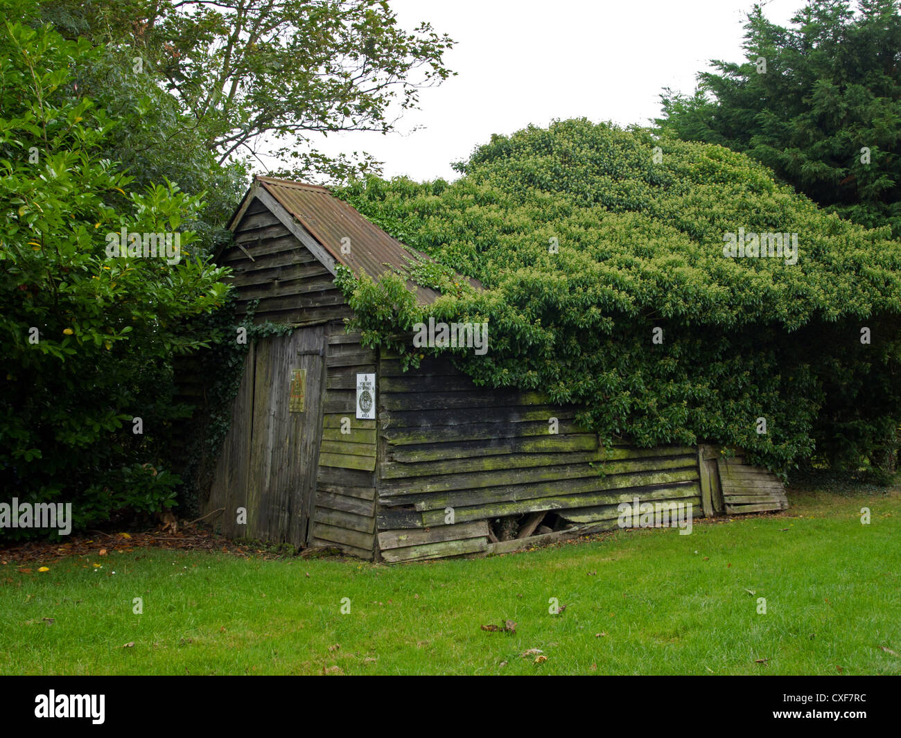 A rundown, dilapidated, wooden shack or shed, covered in ivy and other ...