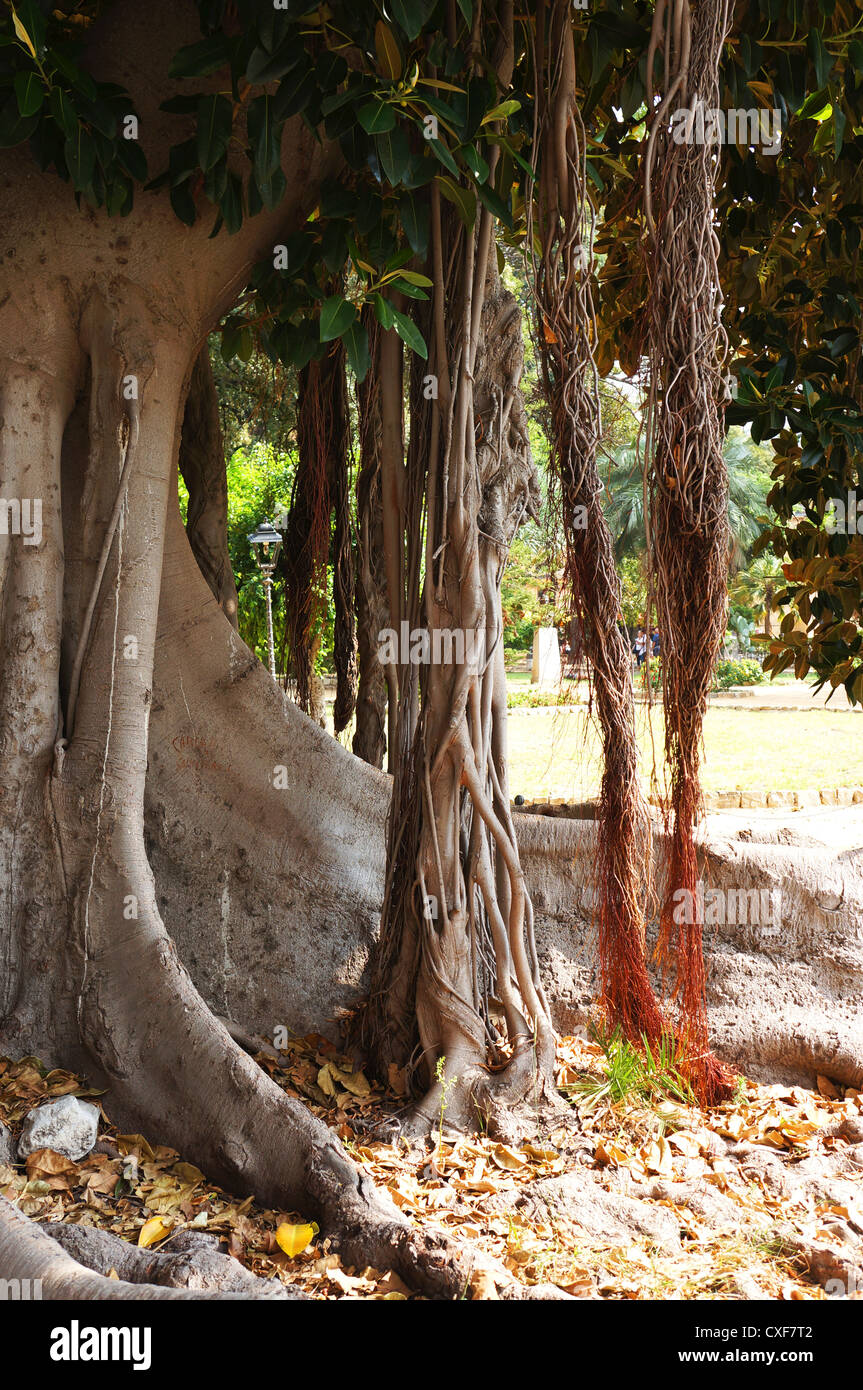 Ficus Macrophylla in the Villa Garibaldi of Palermo in Sicily Stock ...