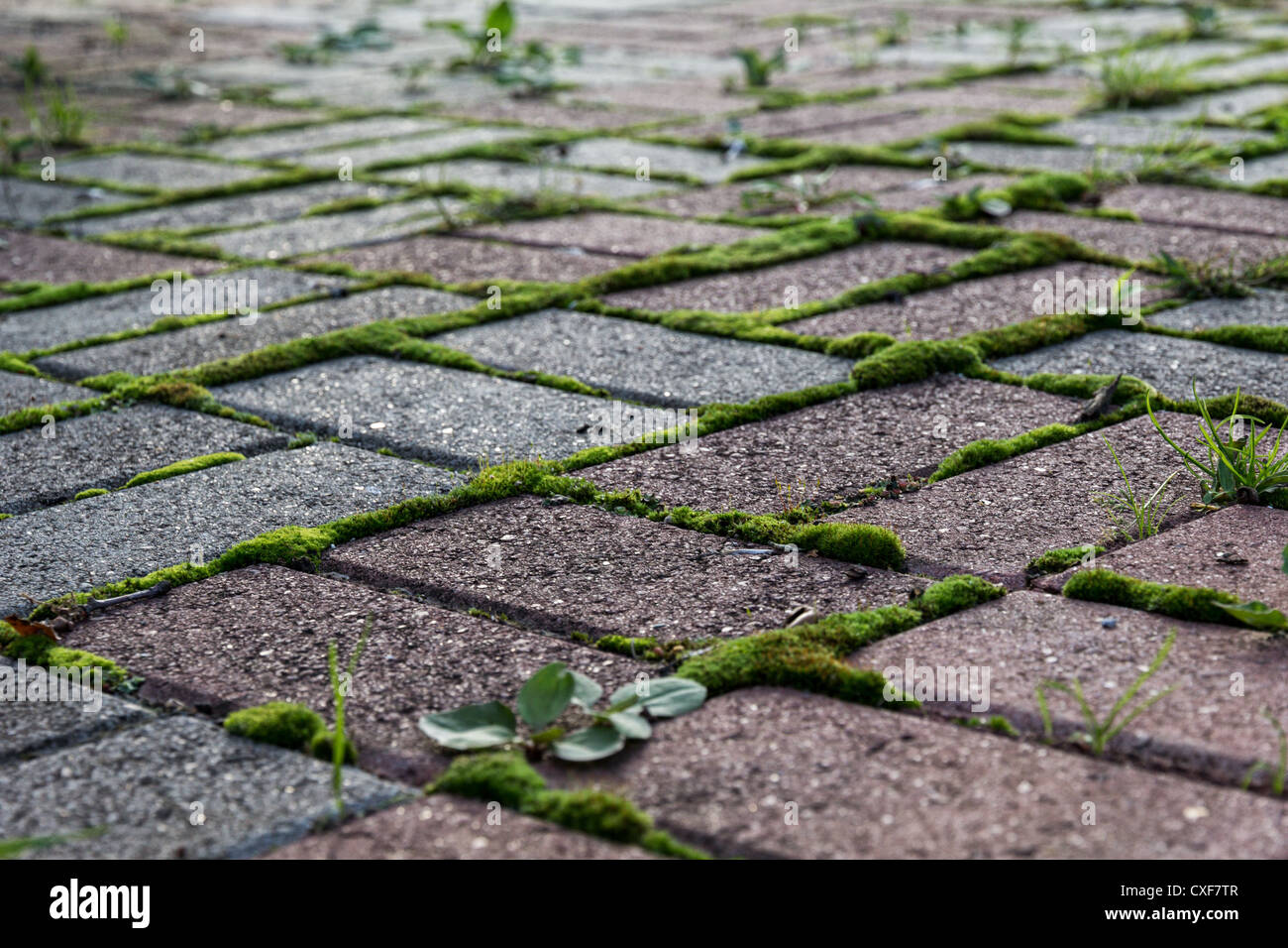 red and gray paving stone with moss and grass Stock Photo - Alamy