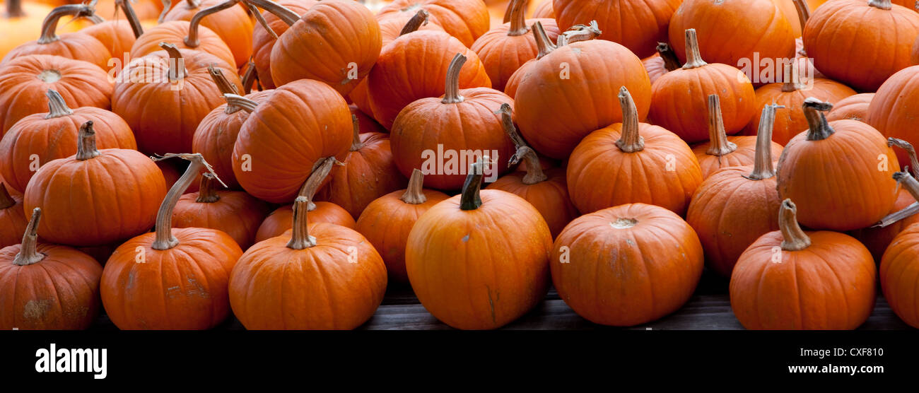 Lots of pumpkins Stock Photo - Alamy