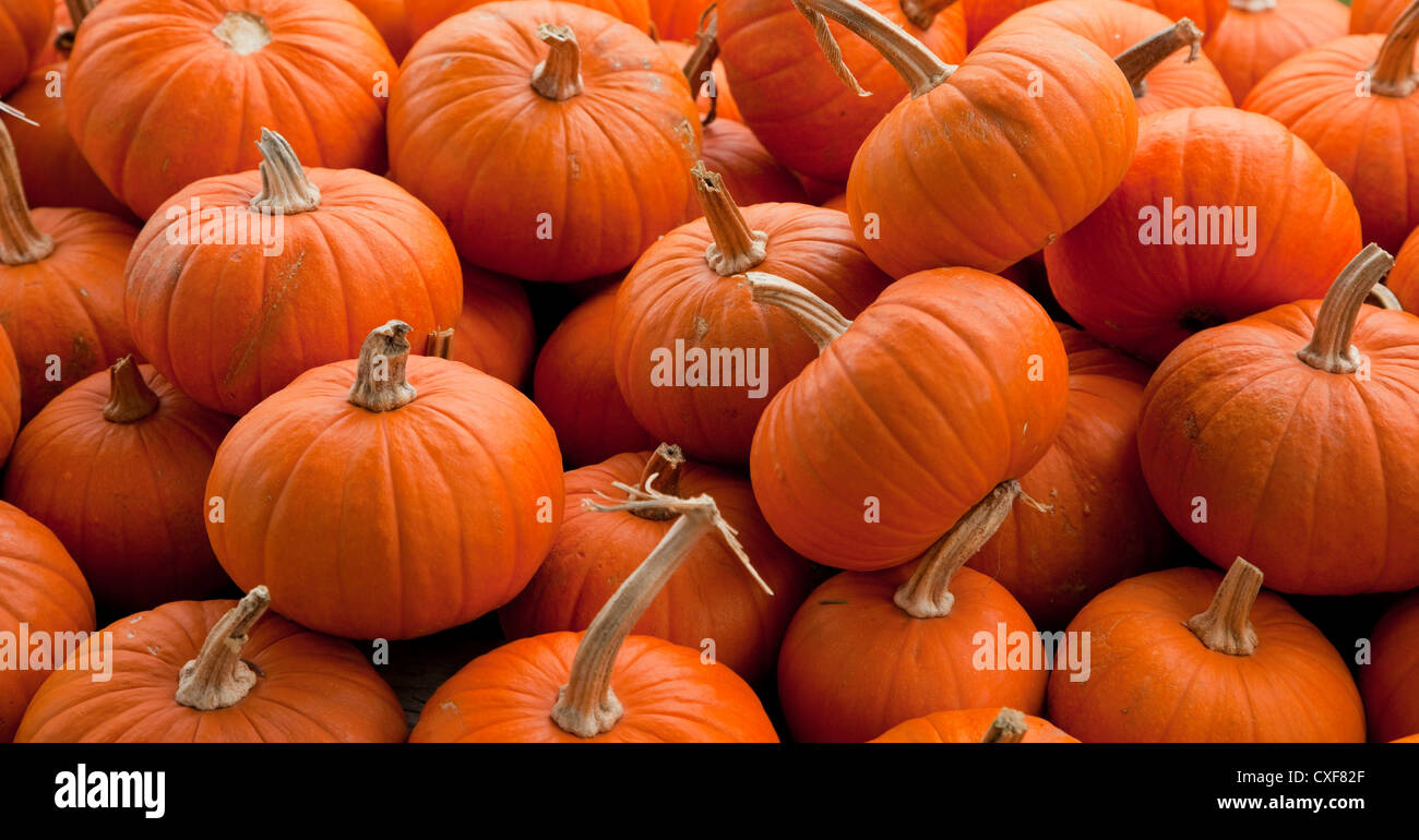 Pumpkin harvest lots orange hi-res stock photography and images - Alamy