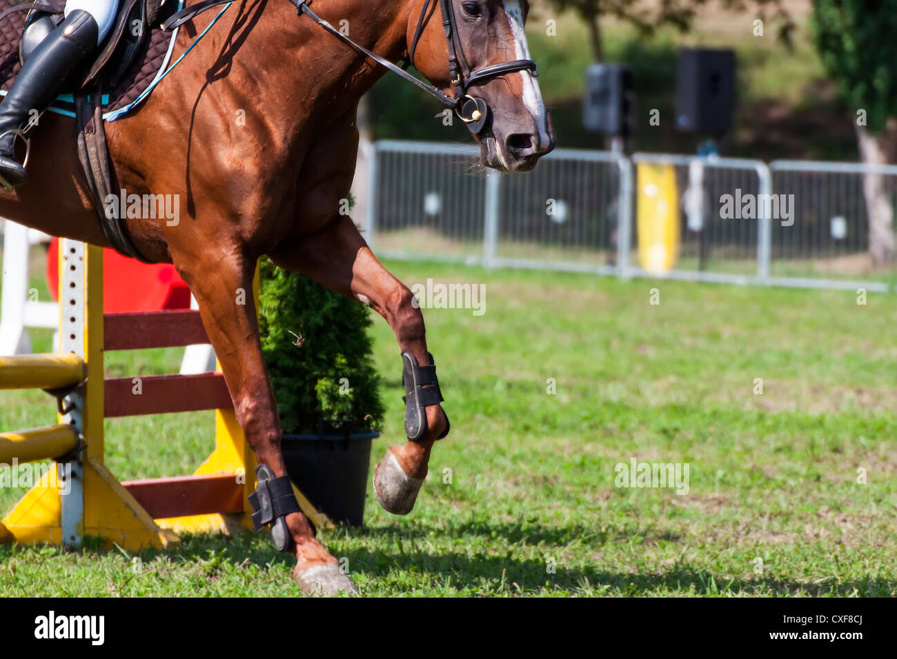 Horse Jumping Over Fence High Resolution Stock Photography and Images ...
