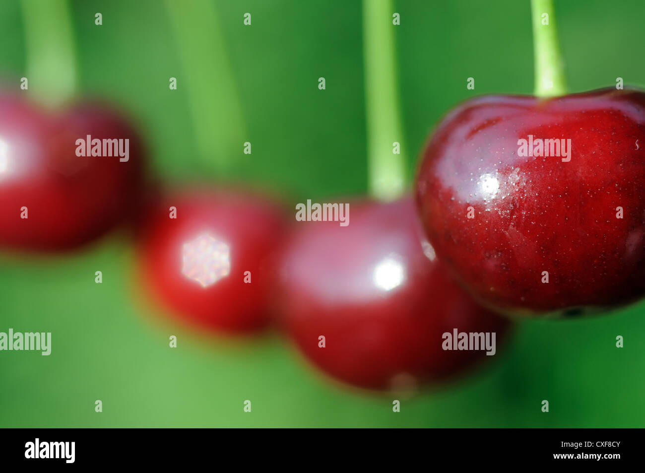 Four Cherries High Resolution Stock Photography and Images - Alamy