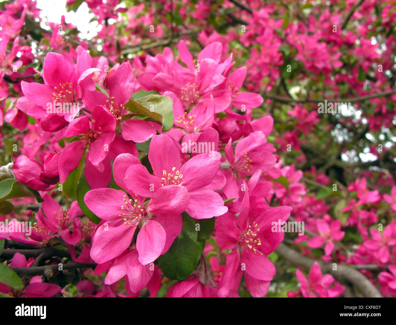 Paradise apple tree hi-res stock photography and images - Alamy