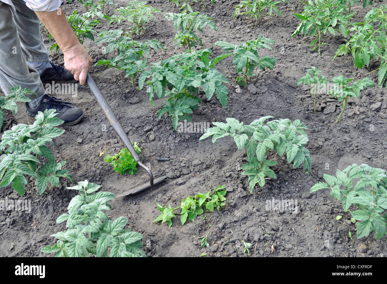 senior woman hoeing the tomato plantation Stock Photo - Alamy